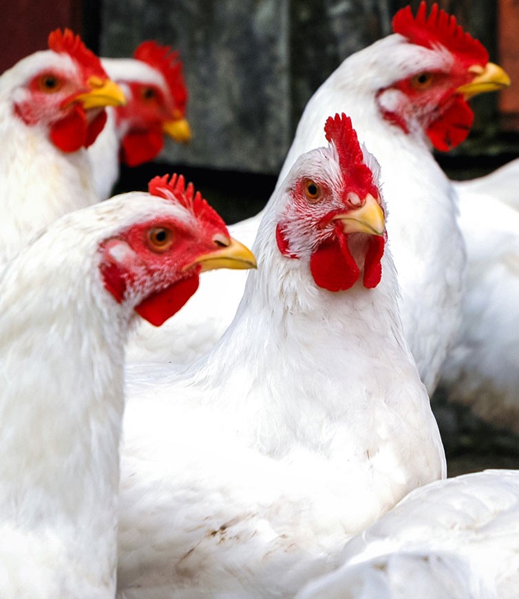 Double Chicken BBQ | Panini | McDonald's Italia