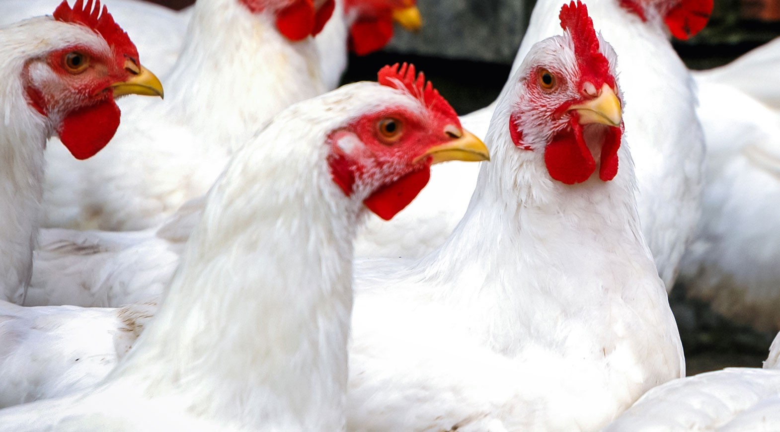 Double Chicken BBQ | Panini | McDonald's Italia